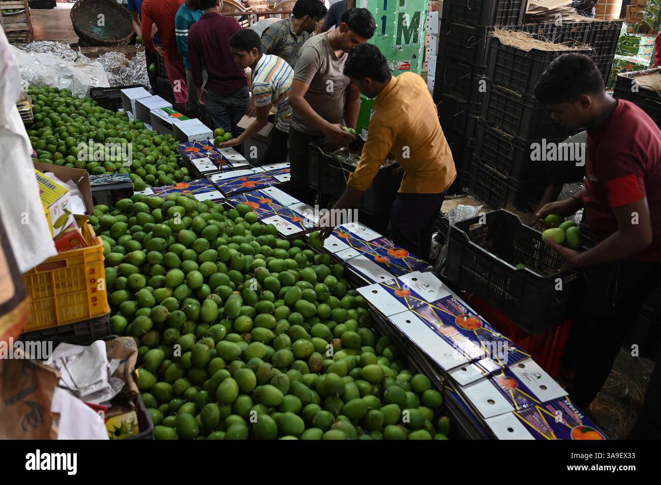 NAVI MUMBAI, INDIA - MARCH 30: 40,000 boxes mangoes have arrived at APMC on occasion of Gudi ...