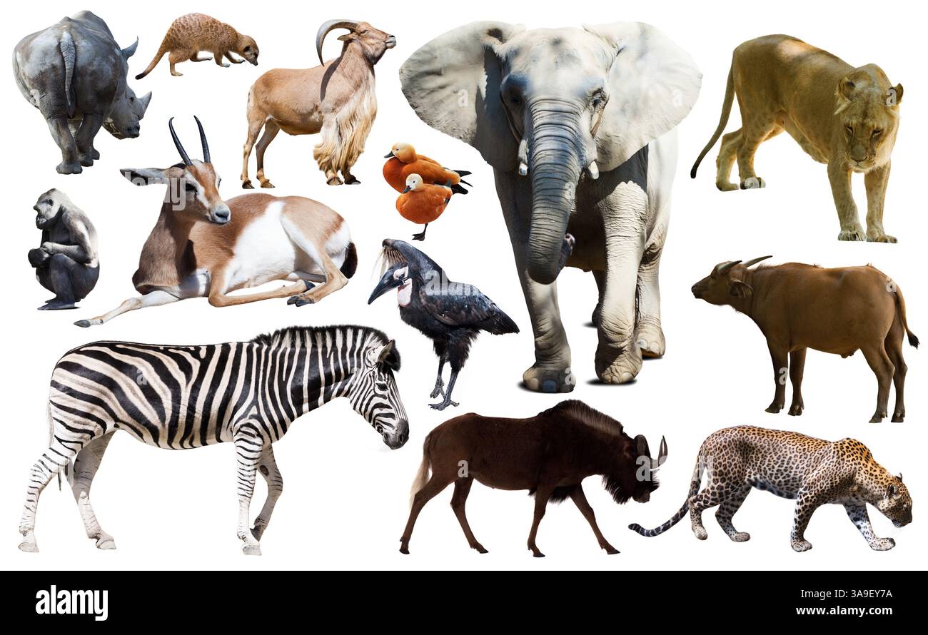Collage with African mammals and birds Stock Photo - Alamy