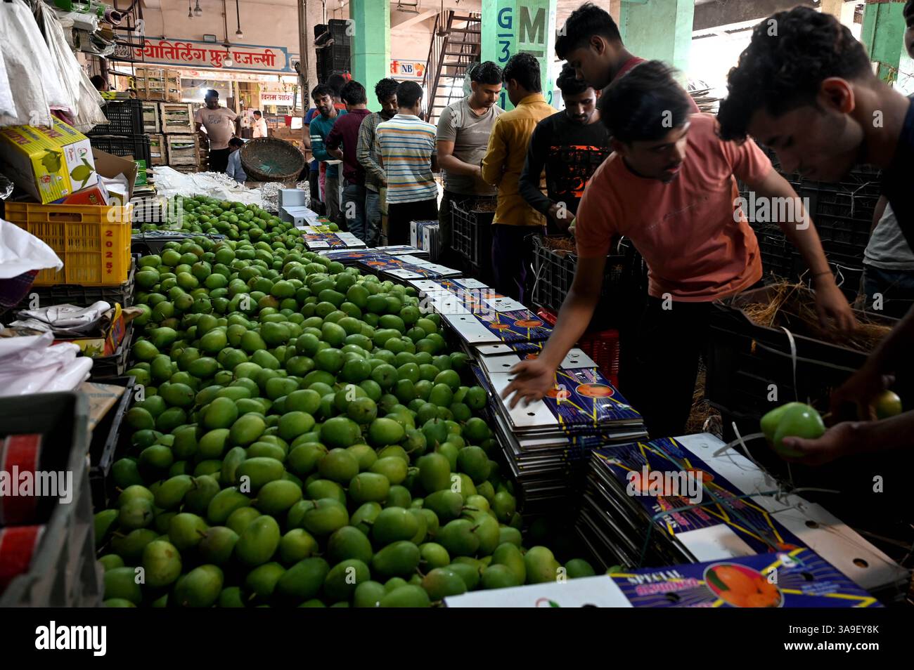 NAVI MUMBAI, INDIA - MARCH 30: 40,000 boxes mangoes have arrived at APMC on occasion of Gudi ...