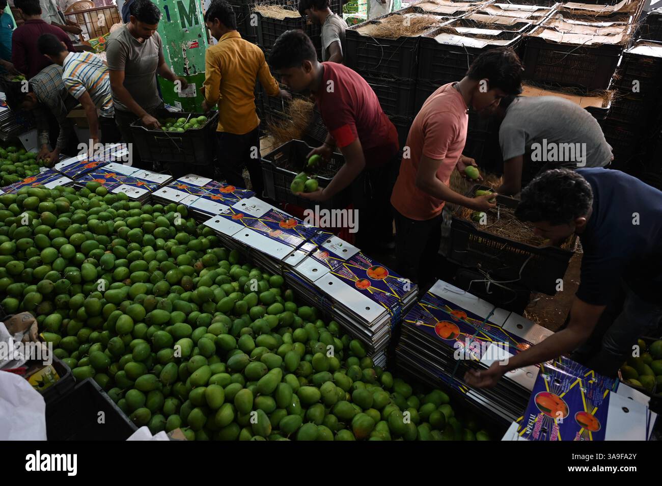 NAVI MUMBAI, INDIA - MARCH 30: 40,000 boxes mangoes have arrived at APMC on occasion of Gudi ...