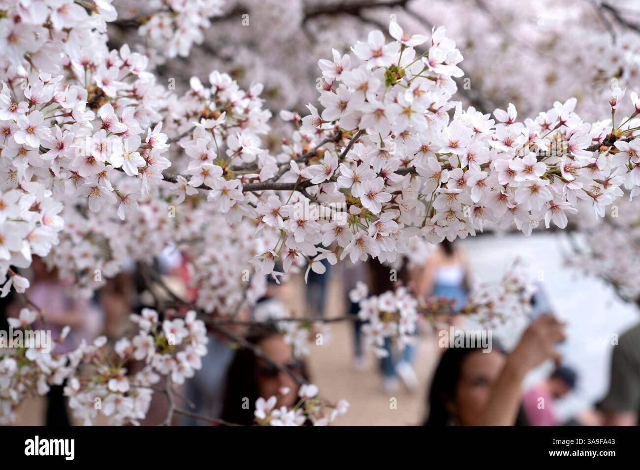 Visitors walks along the Tidal Basin as cherry trees enter peak bloom ...