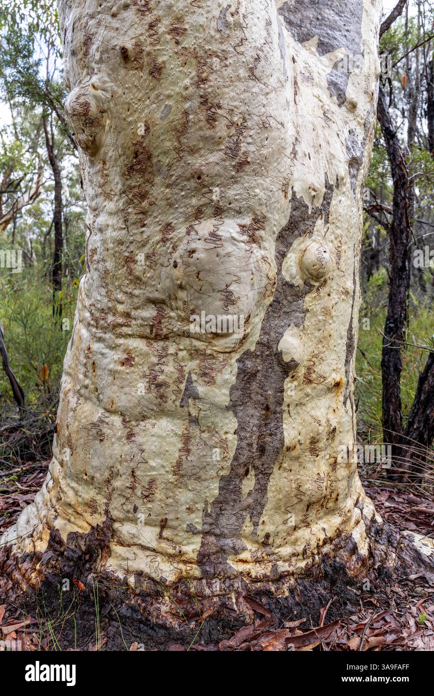 Australian Scribbly Gum Tree trunk Stock Photo - Alamy