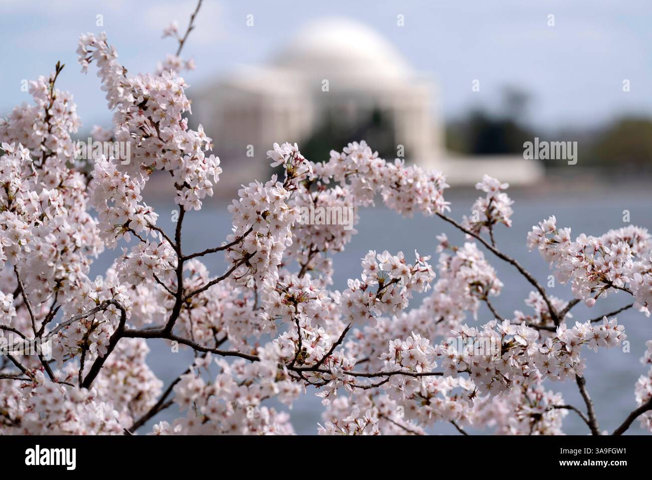 Cherry trees are seen as they enter peak bloom this week in Washington ...