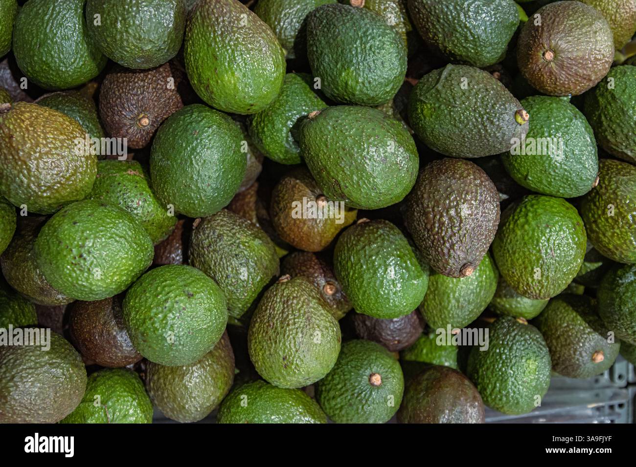 Stand with green and brown avocados in the food store. Top view ...