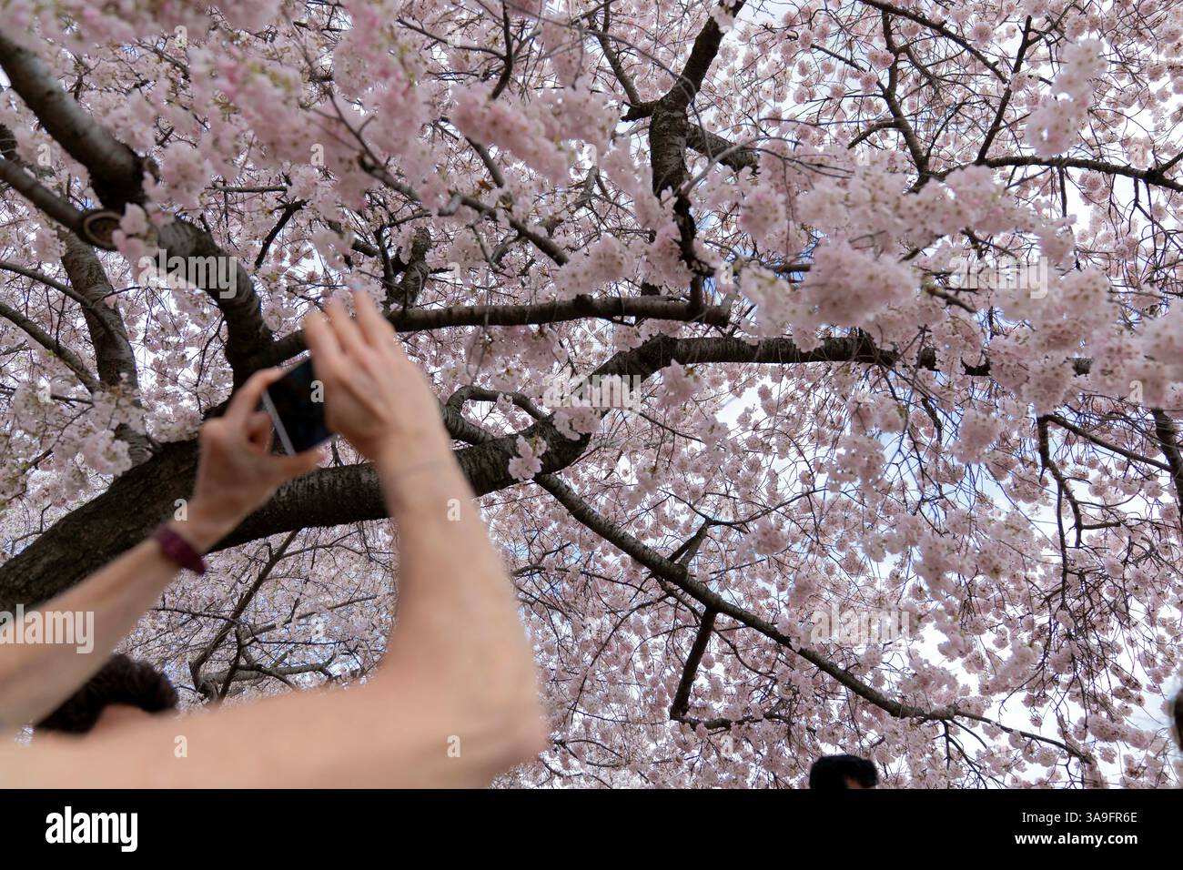 Visitors take pictures as they walks along the Tidal Basin as cherry ...