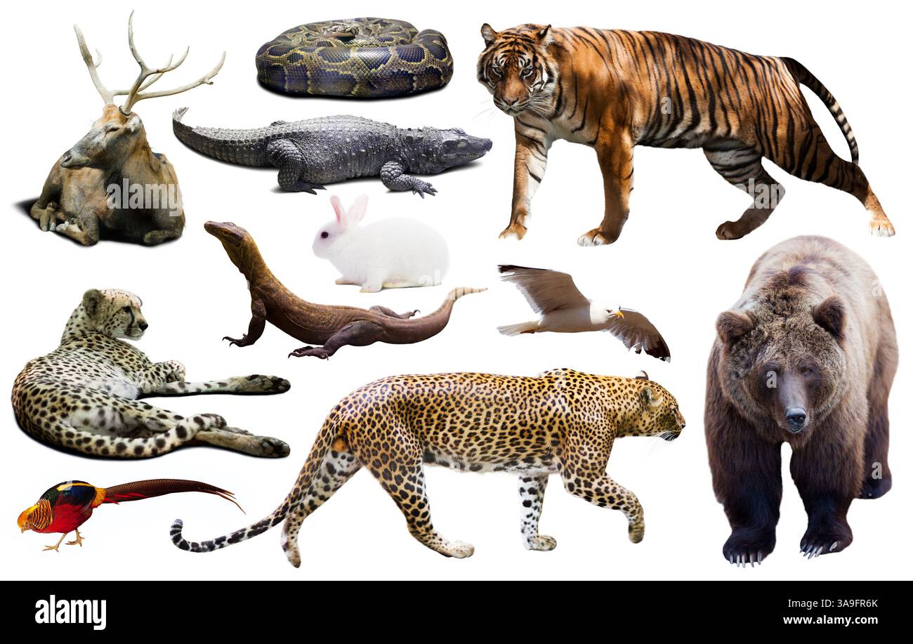 asia animals isolated Stock Photo - Alamy