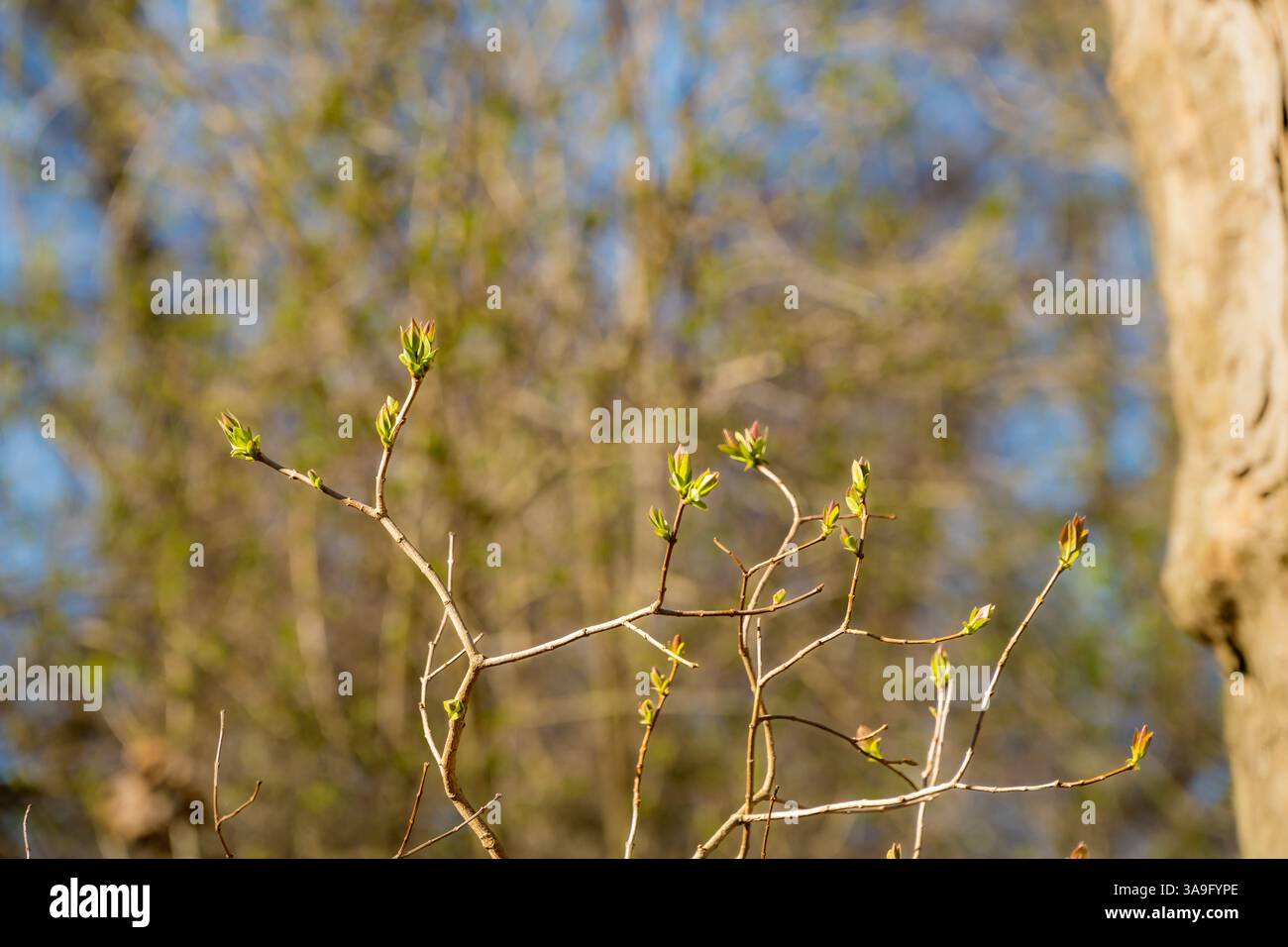 Thin branches stretch hi-res stock photography and images - Alamy