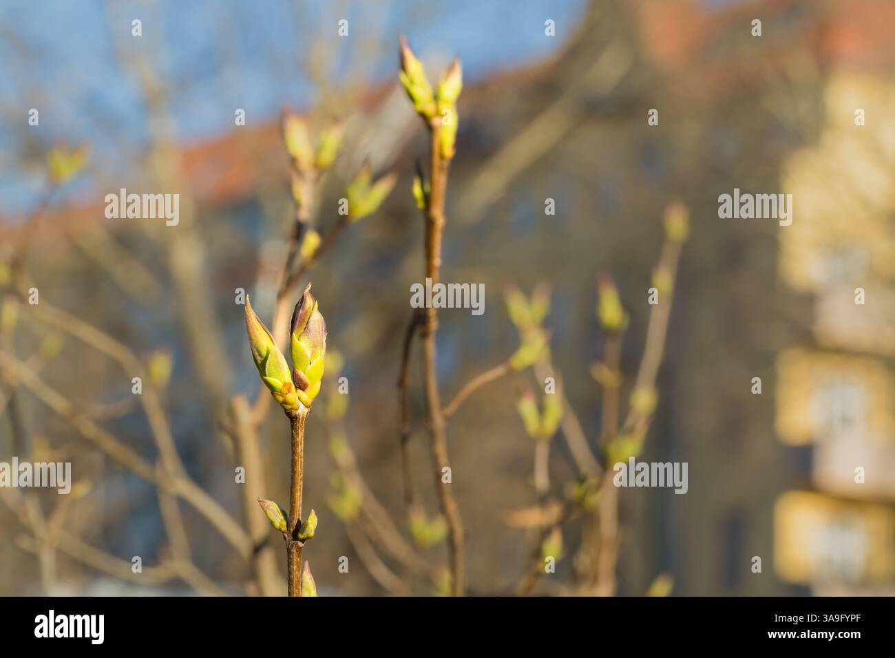 Close-up of tree branches budding in early spring, with a softly ...
