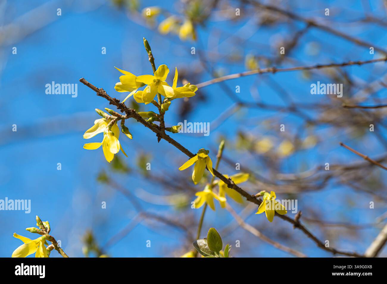 Close-up of bright yellow forsythia flowers blooming on thin tree ...