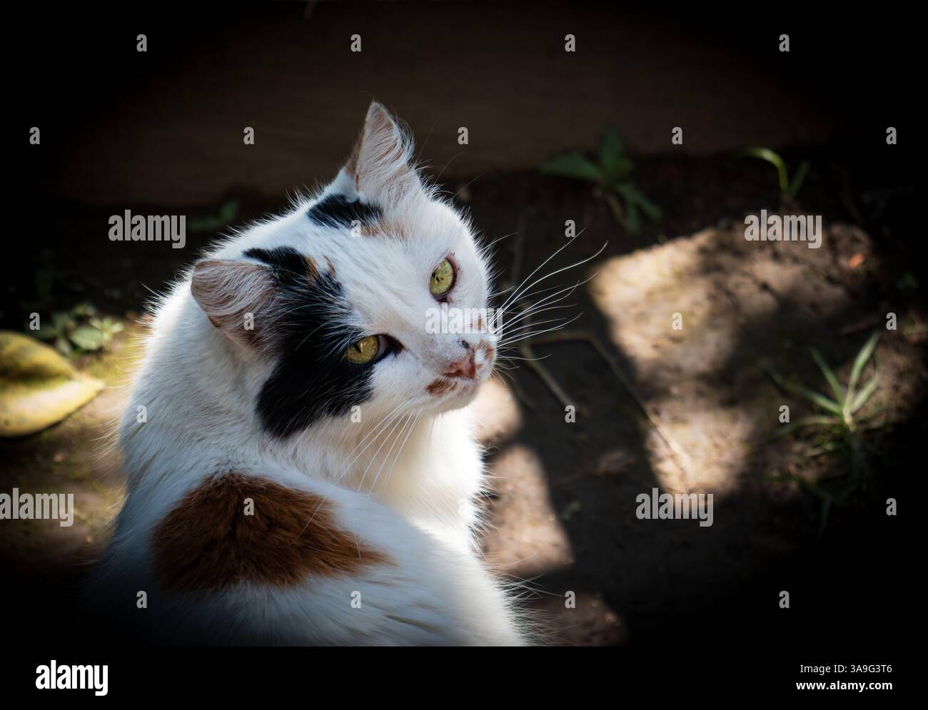 Kitty meow hi-res stock photography and images - Alamy