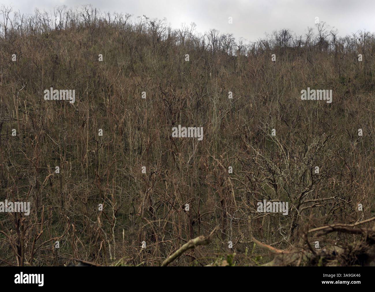 Puerto rico hurricane 2017 trees hi-res stock photography and images ...