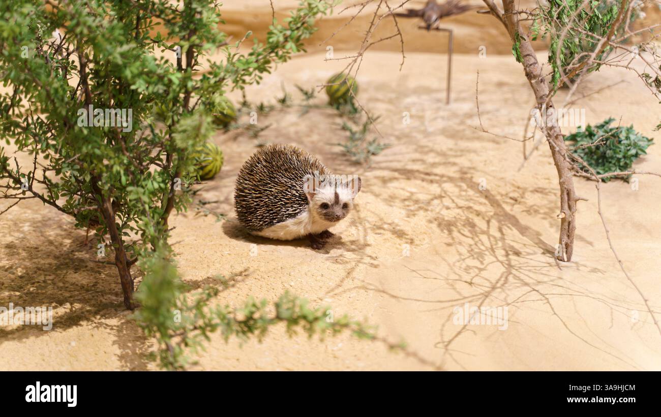 Doha, Qatar - Jan 06 2024, A close up view of a stuffed animal, a ...