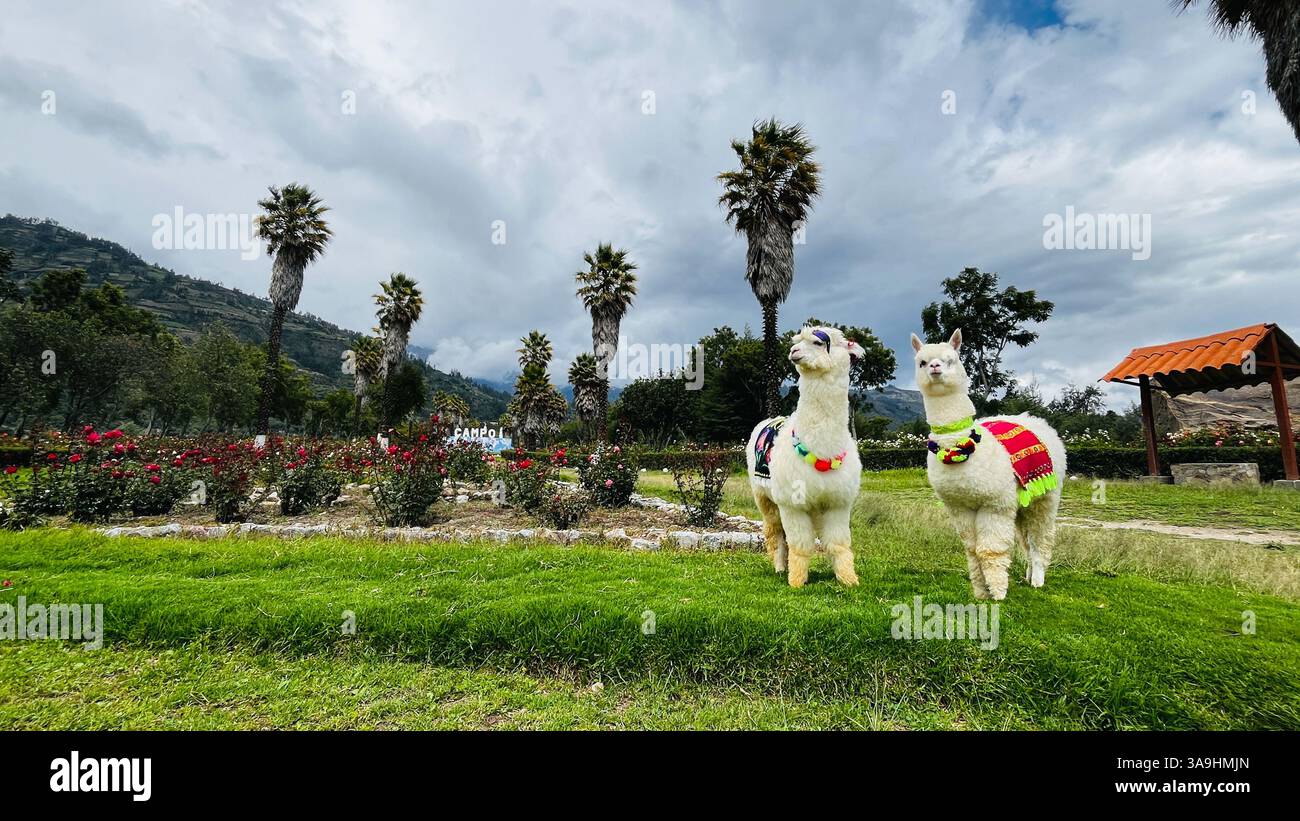 alpacas decorated in traditional Peruvian style and sunglasses ...