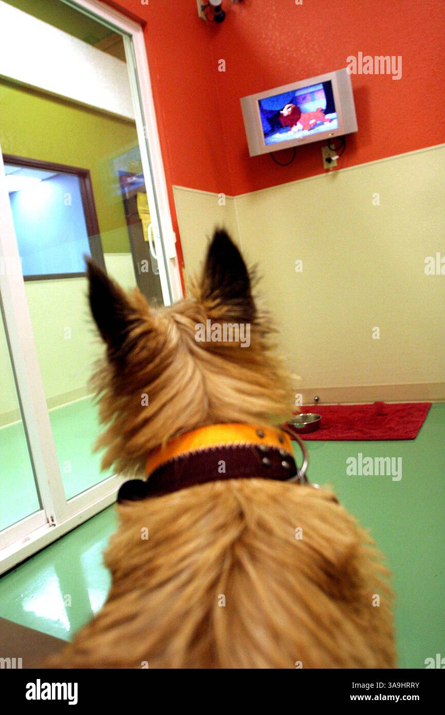 The lady and the tramp disney hi-res stock photography and images - Alamy