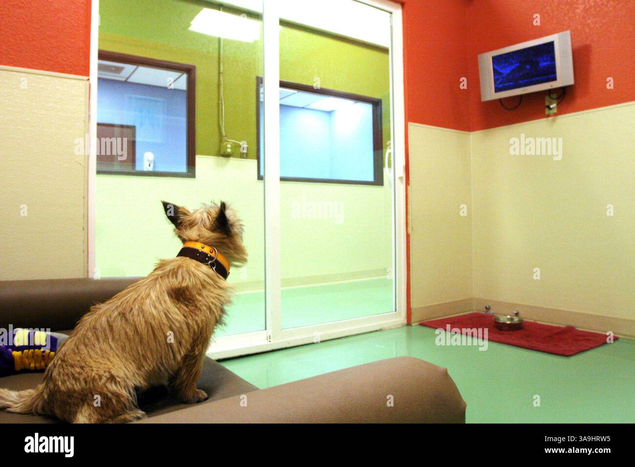 The lady and the tramp disney hi-res stock photography and images - Alamy