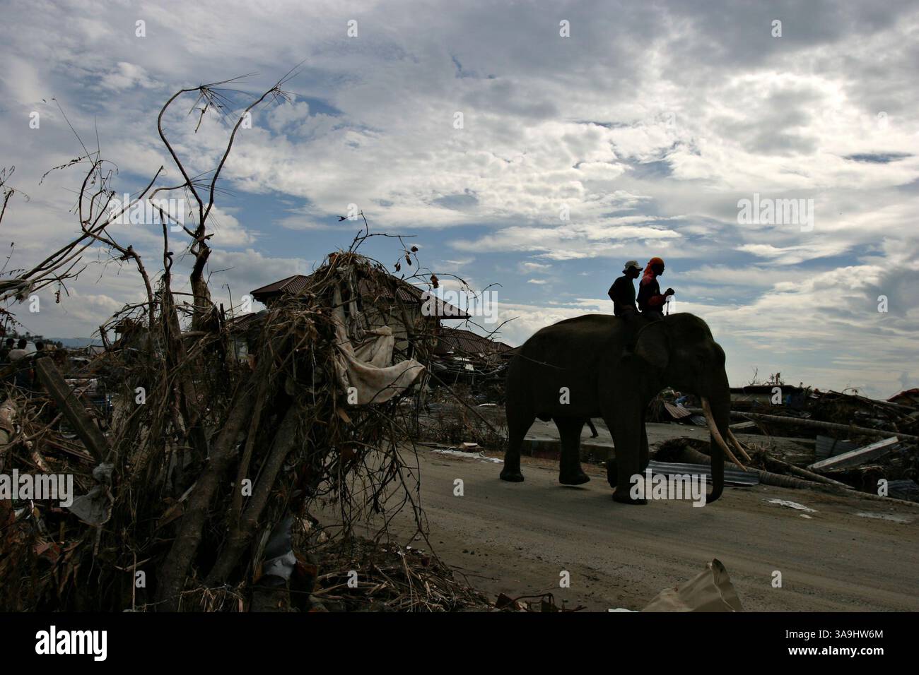 Jan 10, 2005; Banda Aceh, INDONESIA; Elephant and handler in Lamtemen ...