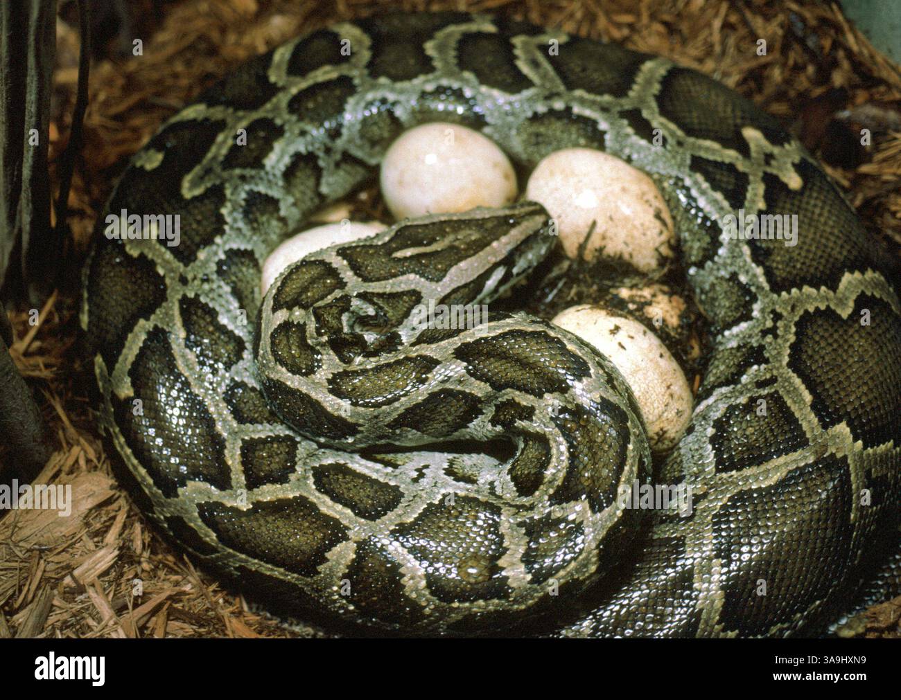 Jun 12, 1991; West Palm Beach, Florida, USA; A Burmese Python coils around her eggs to keep them ...