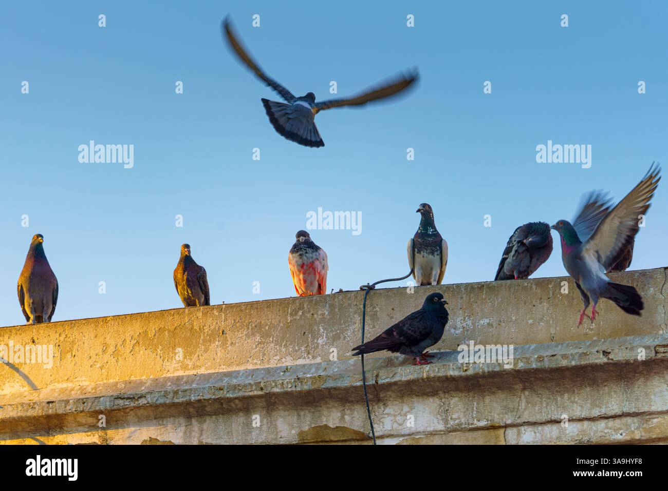 A Close up view of birds of pigeons sitting on the roof, cornice ...