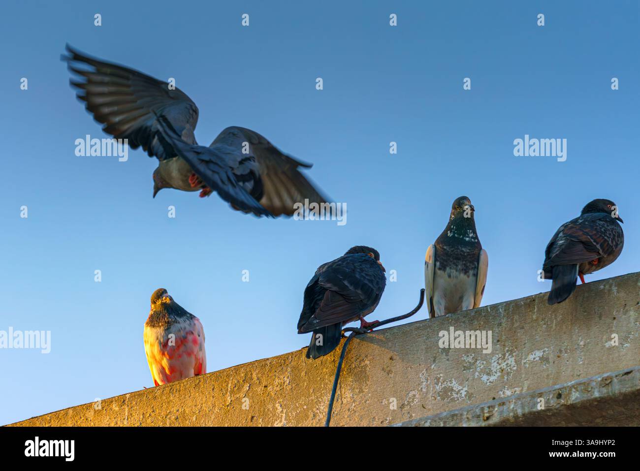 Pigeons on cornice building close hi-res stock photography and images ...