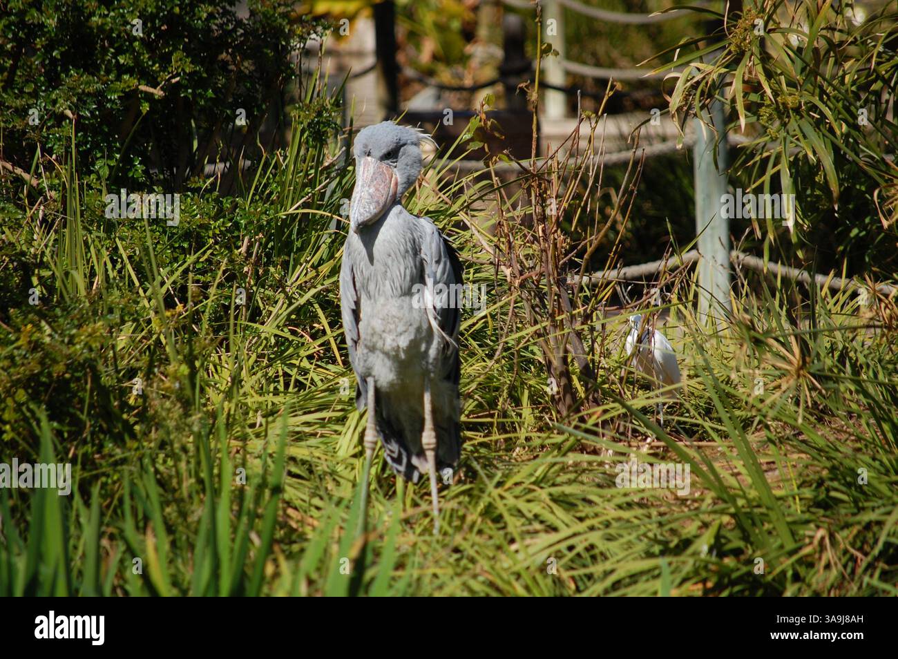Shoebill stork at the San Diego Zoo Safari Park, California ...