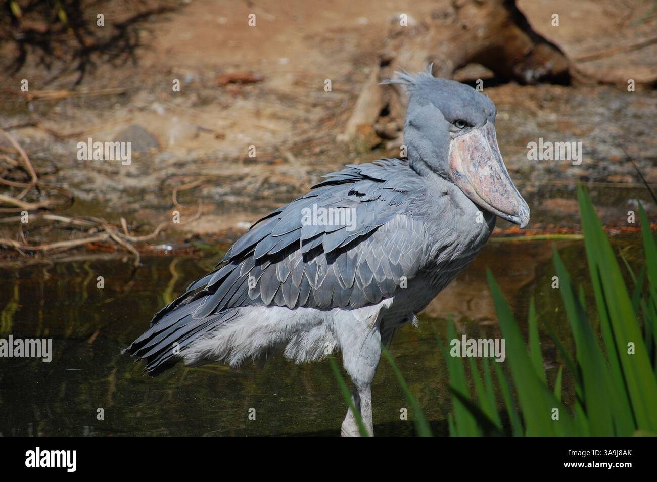 Shoebill stork at the San Diego Zoo Safari Park, California ...
