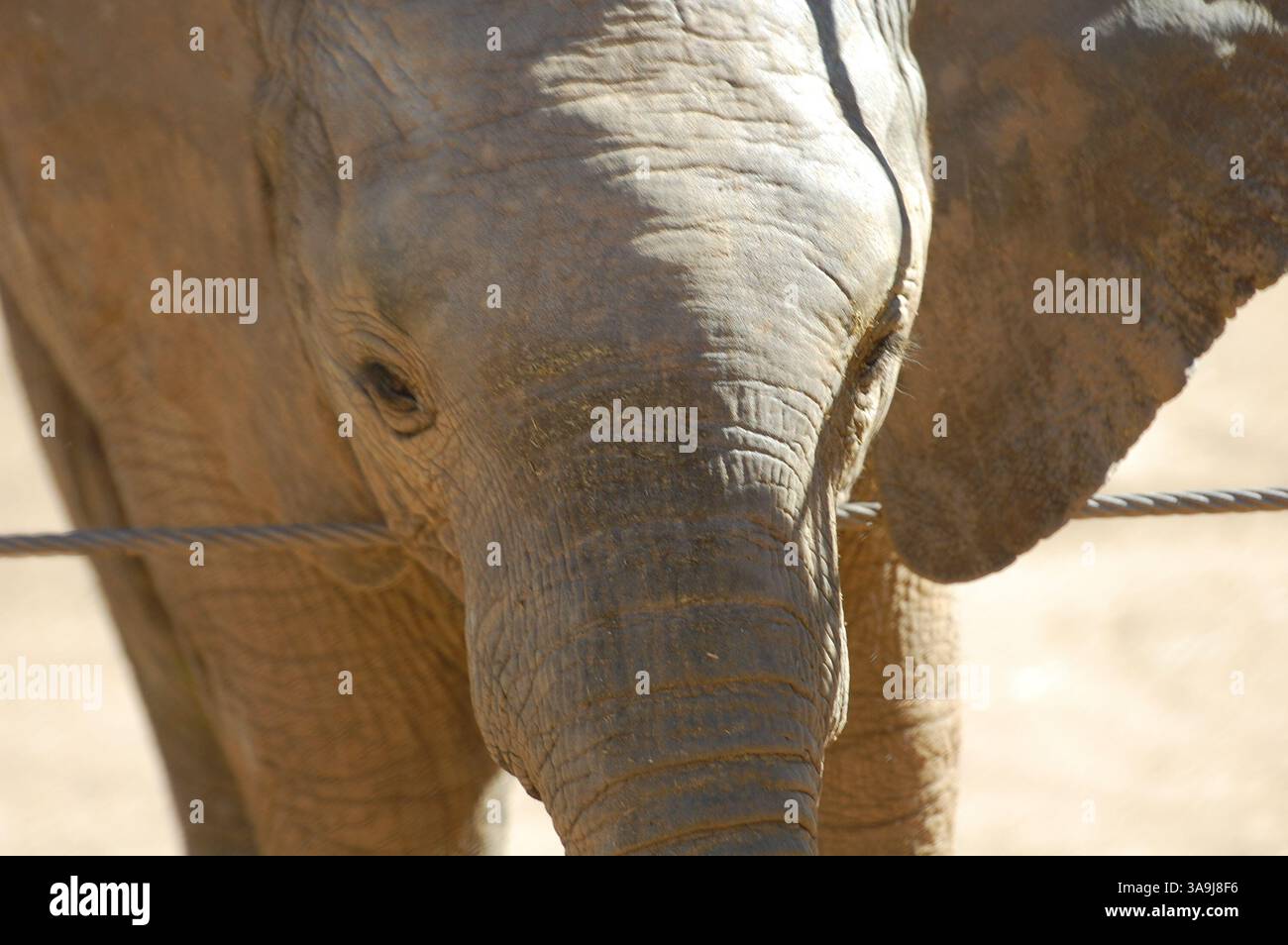 African elephants at the San Diego Zoo Safari Park, California ...
