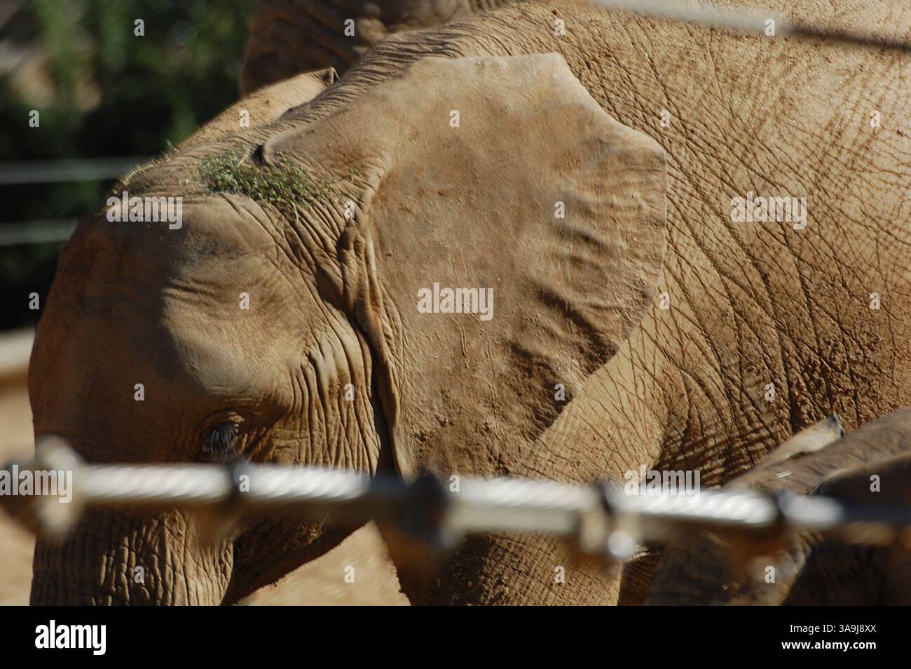 African elephants at the San Diego Zoo Safari Park, California ...