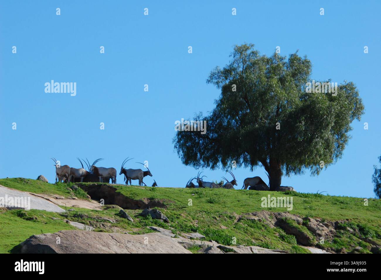Scimitar-horned oryx herd grazing at the San Diego Zoo Safari Park ...