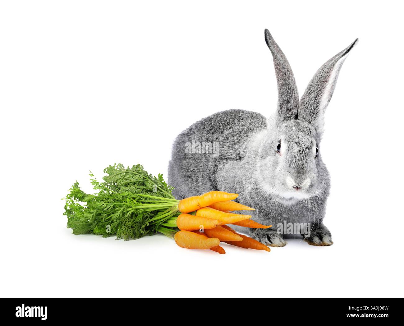 Cute grey rabbit and carrots on white background Stock Photo - Alamy