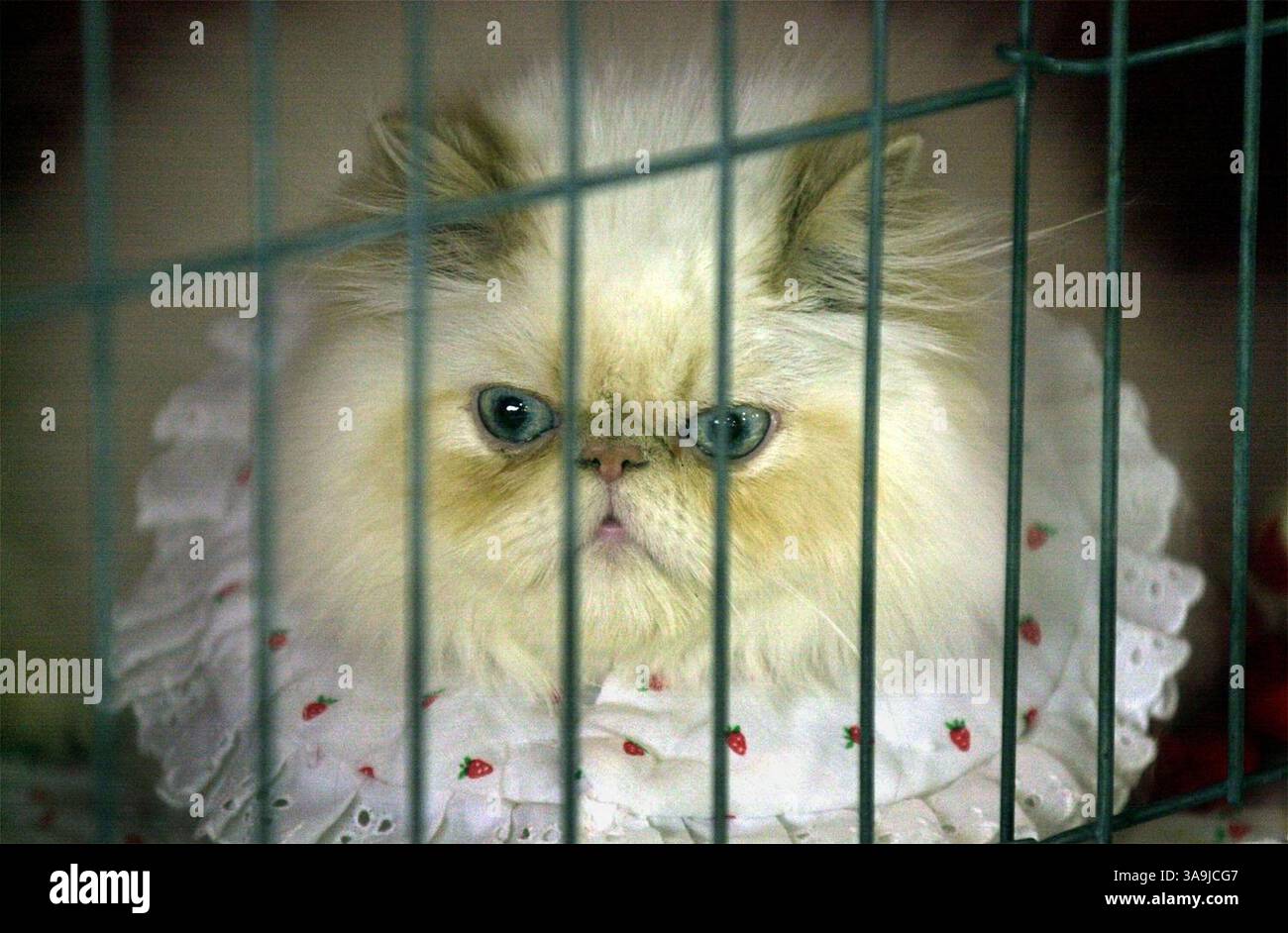 Apr 07, 2002; Pleasanton, CA, USA; This surly looking cat awaits it's ...