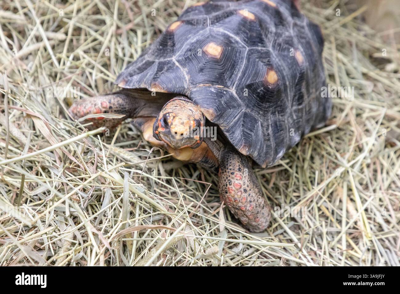 Red footed tortoise Chelonoidis carbonaria with some pyramided scutes ...