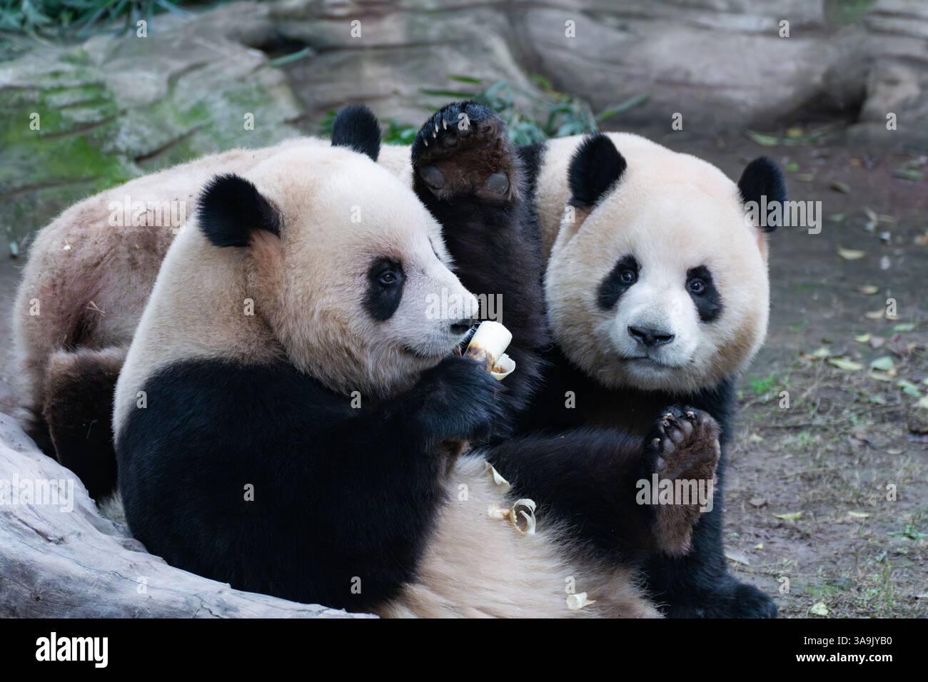 Giant pandas Xing Xing and Chen Chen eat bamboo shoots at Chongqing Zoo ...