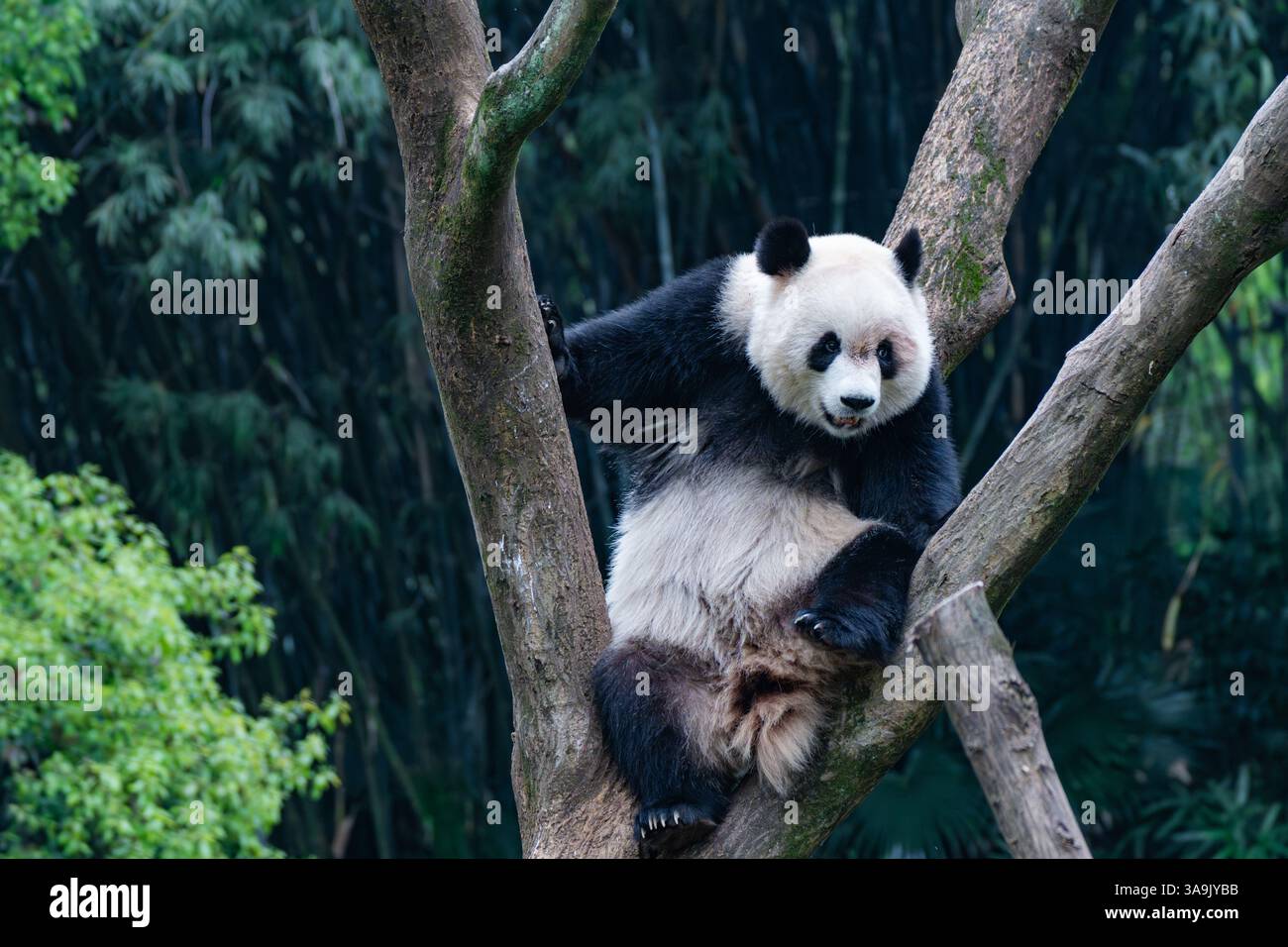 Giant panda Yu Ai climbs a tree at Chongqing Zoo in Chongqing ...
