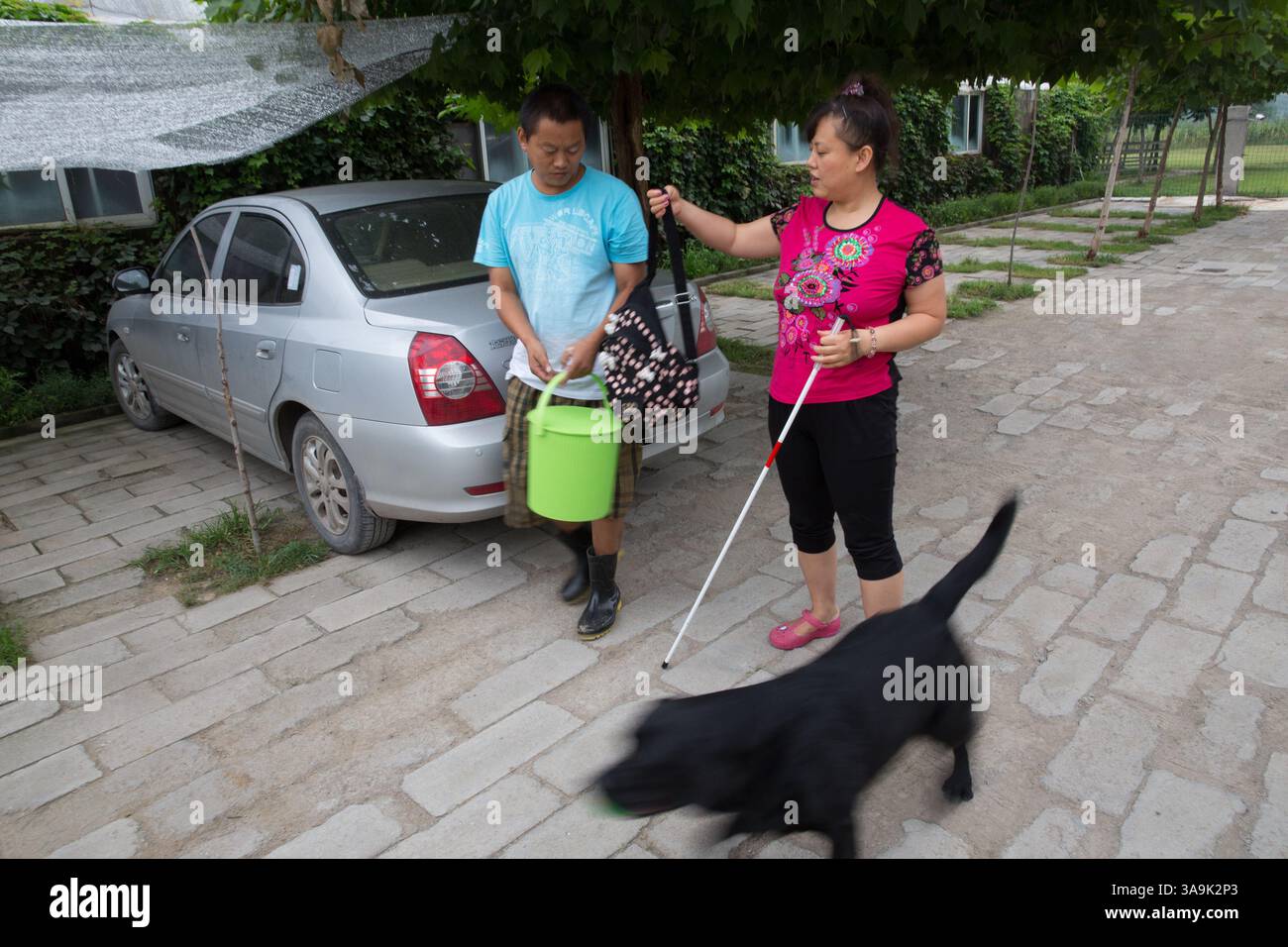 Chen and her driver arrive at the dog swimming pool Stock Photo - Alamy