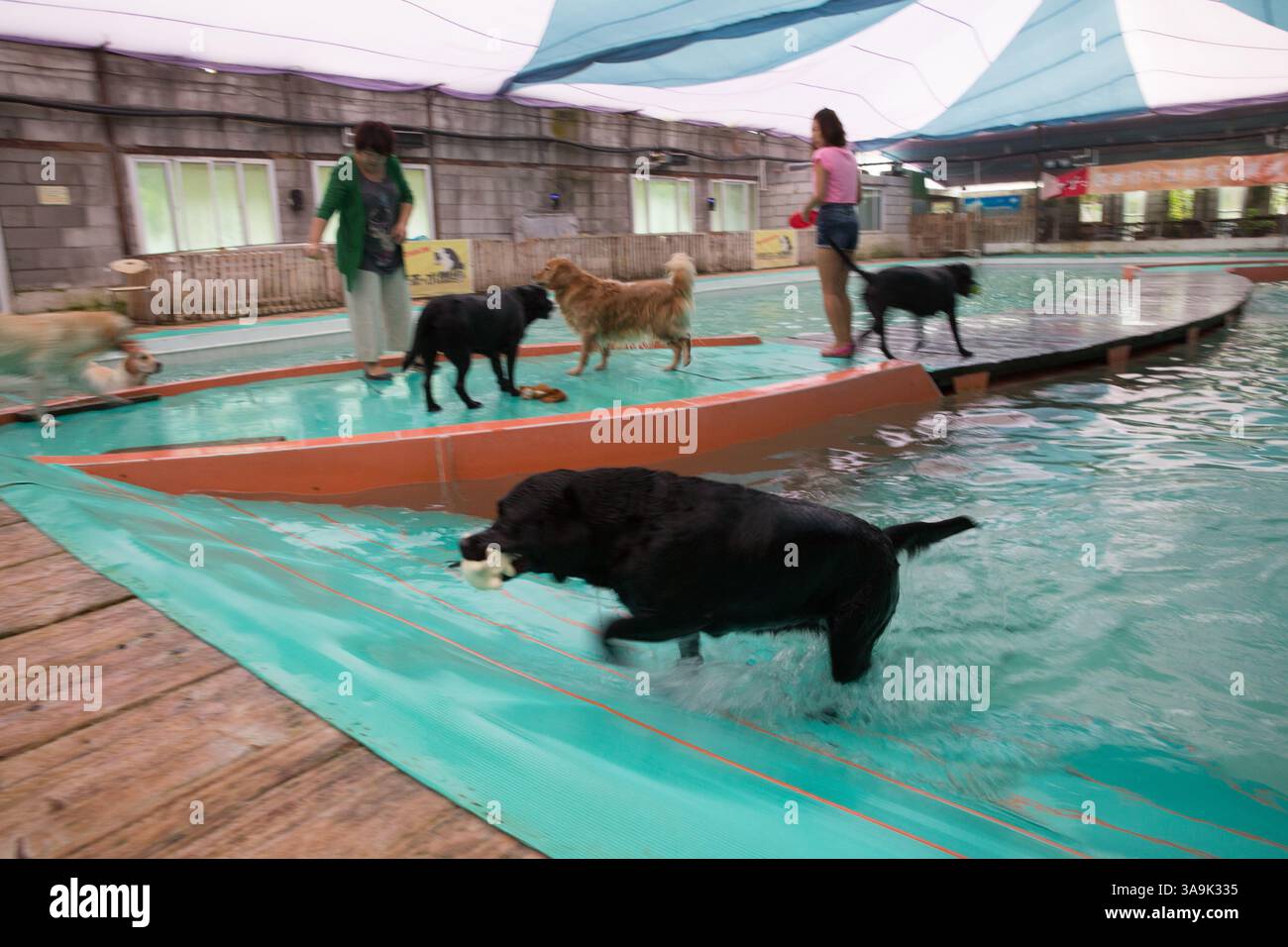 Chen's dog swims in the dog swimming pool Stock Photo - Alamy