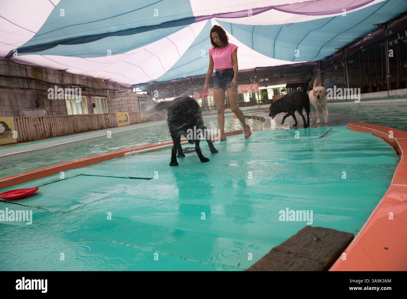 Chen's dog swims in the dog swimming pool Stock Photo - Alamy
