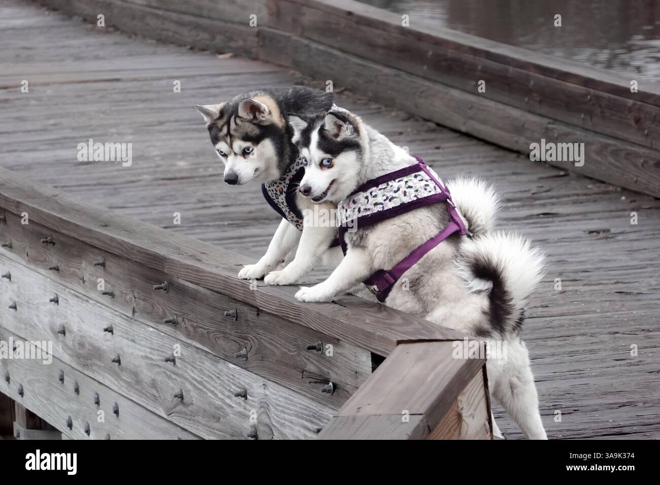 Alaska Klee Kai on the Boardwalk: Two peas in a pod - Gigapixel Stock ...