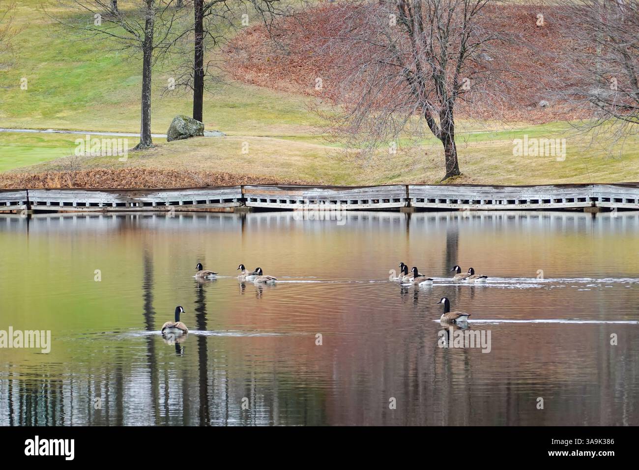 Canada Geese at Sky Meadow Pond - Gigapixel Stock Photo - Alamy
