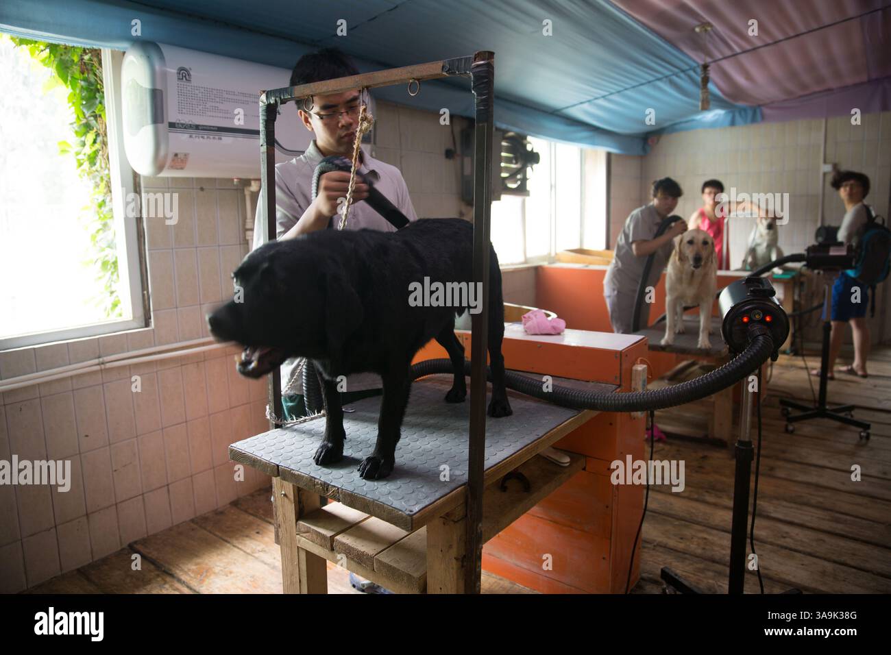 Chen's dog gets a shower after swimming Stock Photo - Alamy
