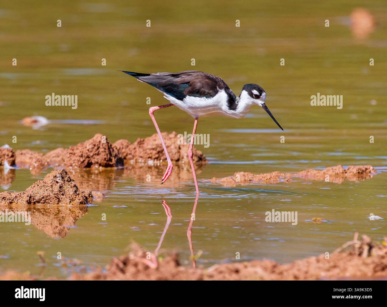 A Black-necked Stilt bird with beautiful feathers leaning over to feed ...