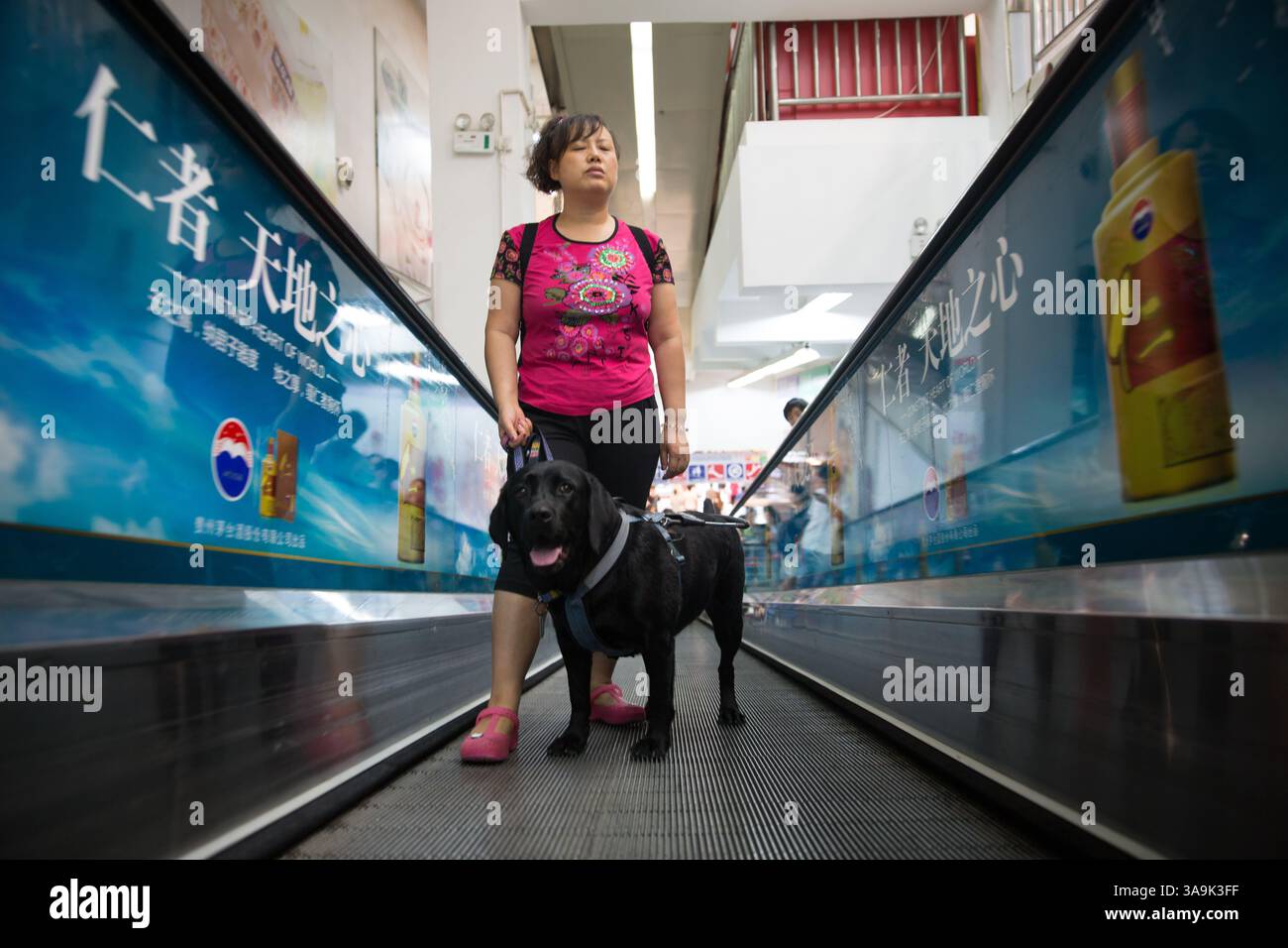 Chen and her guide dog Jenny in a shopping mall Stock Photo - Alamy