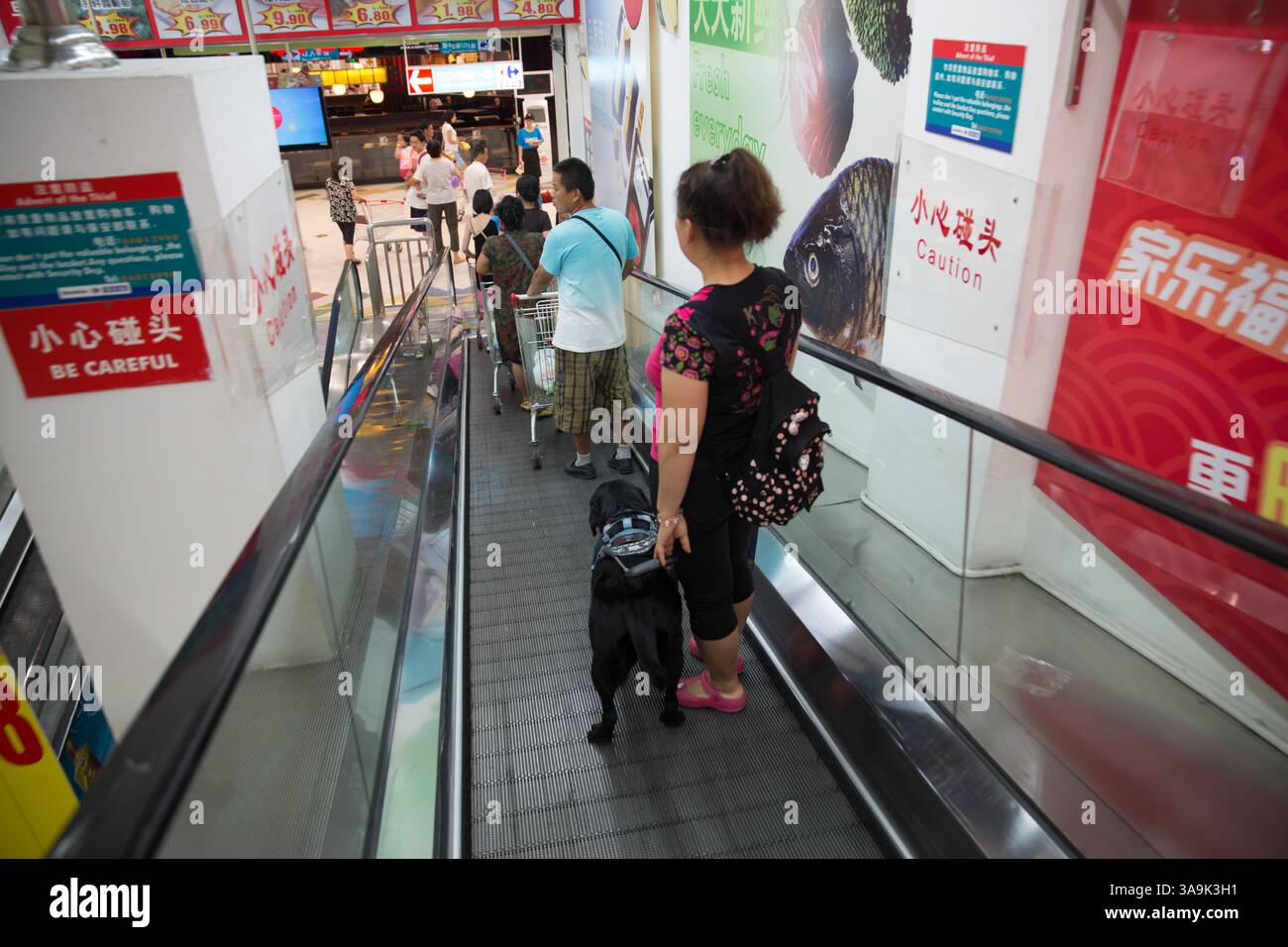 Chen and her guide dog Jenny in a shopping mall Stock Photo - Alamy