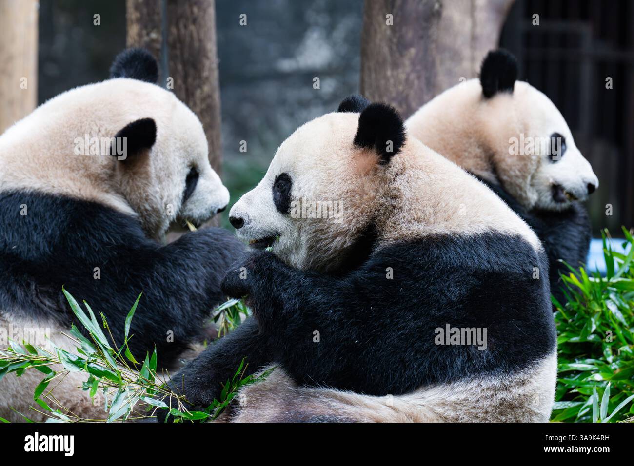Chongqing, China. 30th Mar, 2025. Giant pandas Chongchong, Xixi and ...