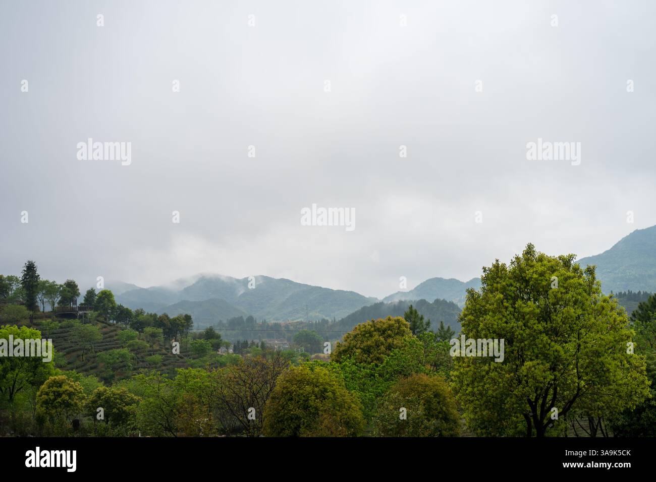 The Mountain Tea Plantation Scenery Stock Photo - Alamy