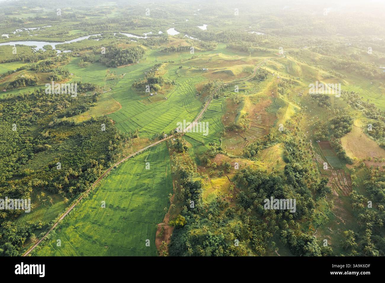 Palm lined paths hi-res stock photography and images - Alamy