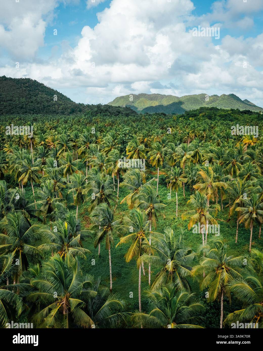 Endless Coconut Plantation of Siargao – A Stunning Sea of Towering Palm ...