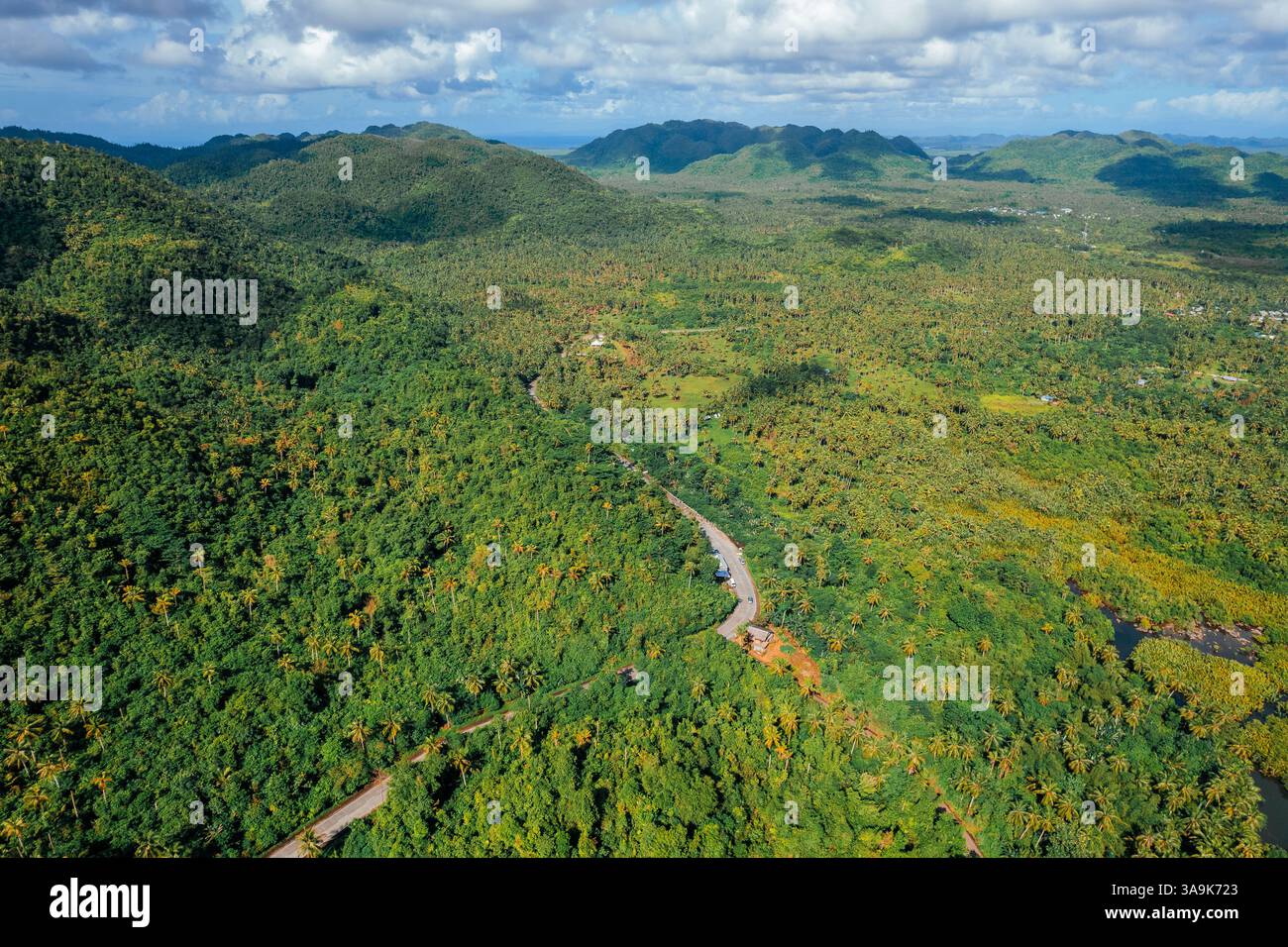 Endless Coconut Plantation of Siargao – A Stunning Sea of Towering Palm ...