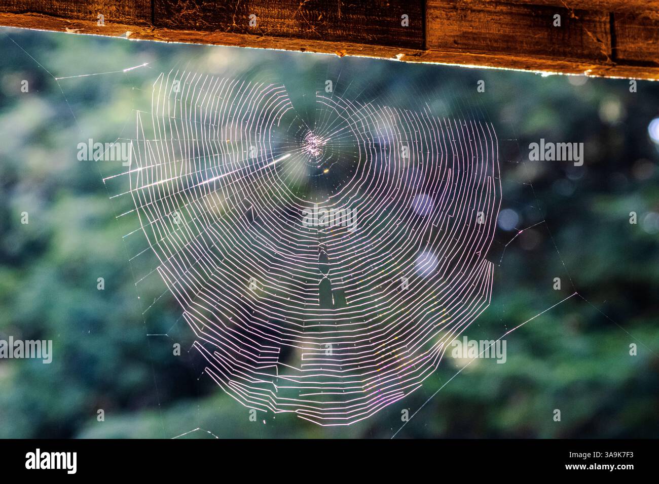 Bridge spider hi-res stock photography and images - Alamy