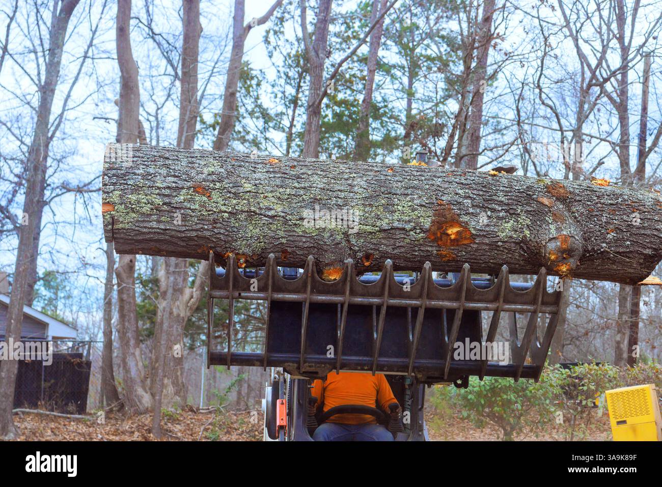 Tractor lifts large log with grapple attachment in forested area on ...