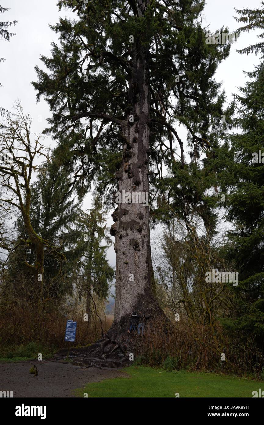 Sites around the Lake Quinault area in Olympic National Park, WA ...